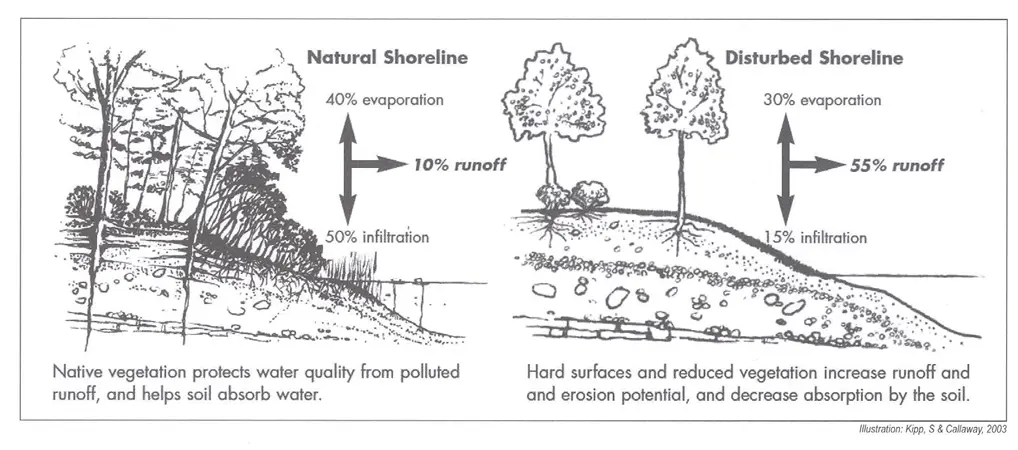 Natural Shorelines | Municipality of Hastings Highlands