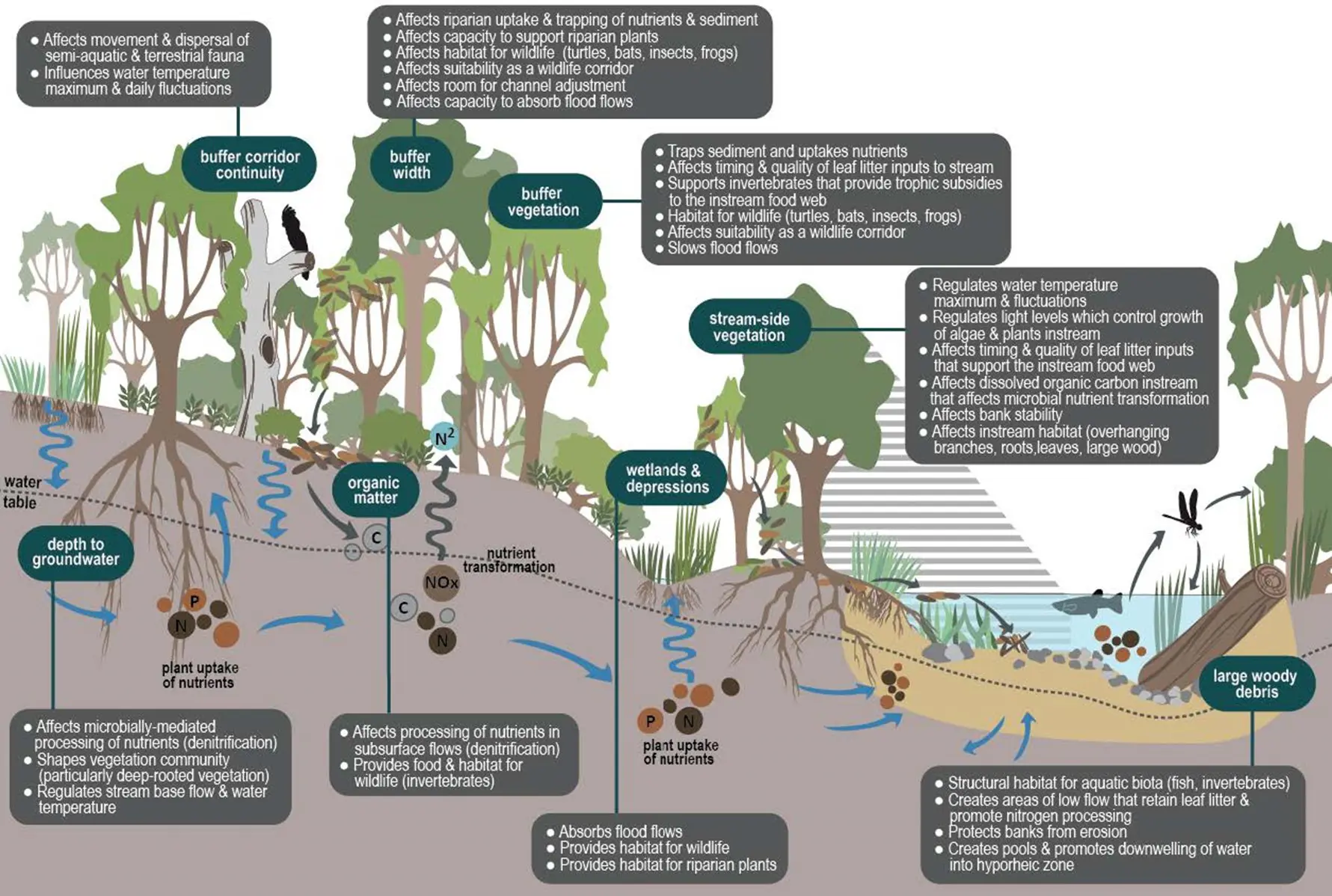 Natural Shorelines | Municipality of Hastings Highlands